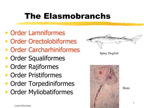 Ppt The Elasmobranchs Powerpoint Presentation Free Download Id3119031