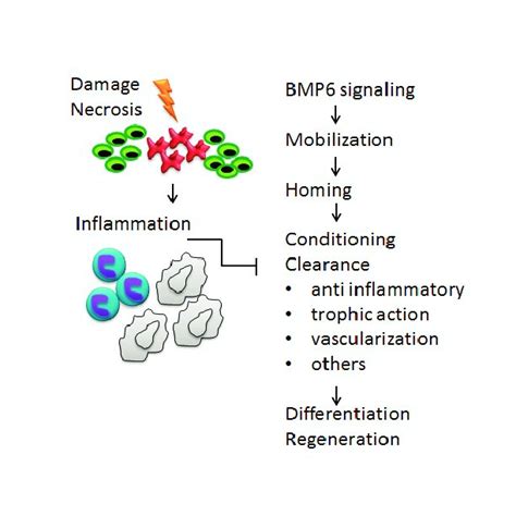 The Rhbmp6 Role In The New Ectopic Bone Formation Download Scientific Diagram