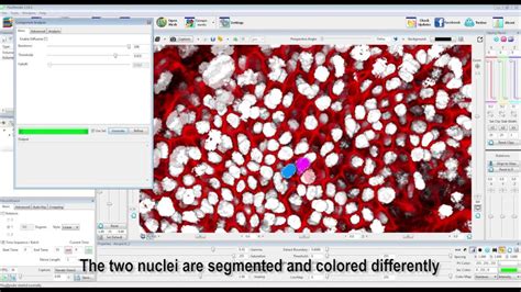 Fluorender Supports Cell Tracking In Imagej Hyperstack File Formats Youtube