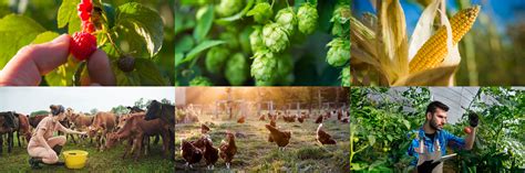 Towards A More Resilient And Sustainable Agriculture Sector 8th