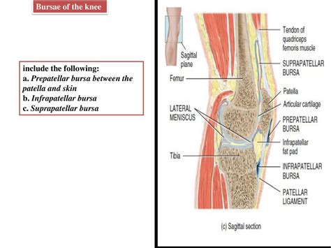 The Joints Ppt Download
