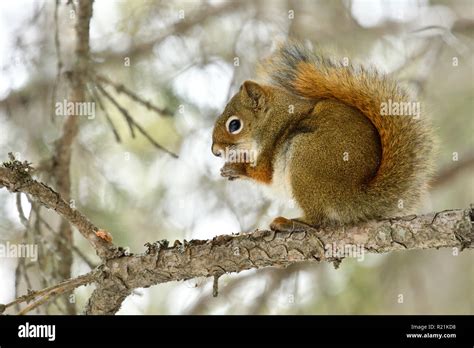 A Red Squirrel Tamiasciurus Hudsonicus Sitting On A Tree Branch Eating A Spruce Cone In Rural