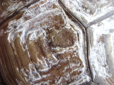 Shell Fungus 101 Tortoise Forum