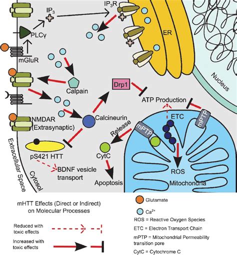 Glutamate Receptors Cause Calcium Mediated Toxicity In Hd Glutamate Download Scientific