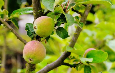 Wallpaper Tree Fruit Aplle For Mobile And Desktop Section природа Resolution 5184x2916