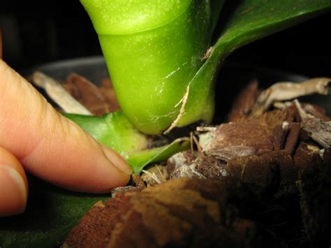 Амариллис 150 фото правила выращивания и ухода за растением в домашних условиях