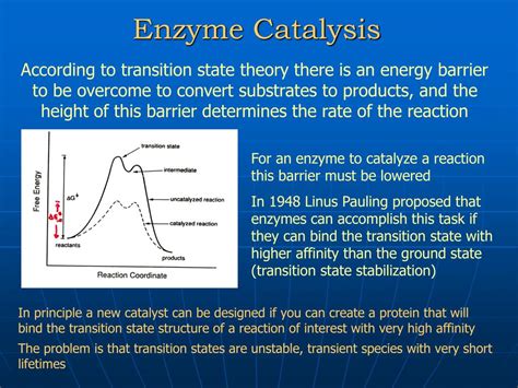 Ppt Enzyme Catalysis Powerpoint Presentation Free Download Id5349643