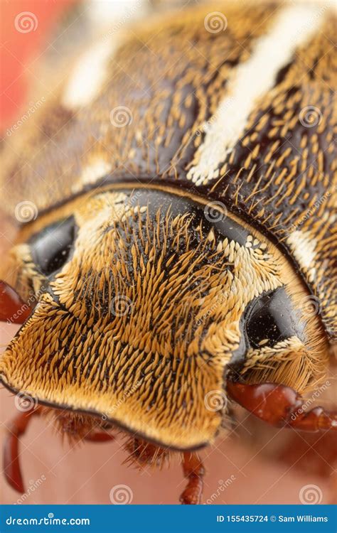 Beetle Junebug Bug Royalty Free Stock Image 162104236