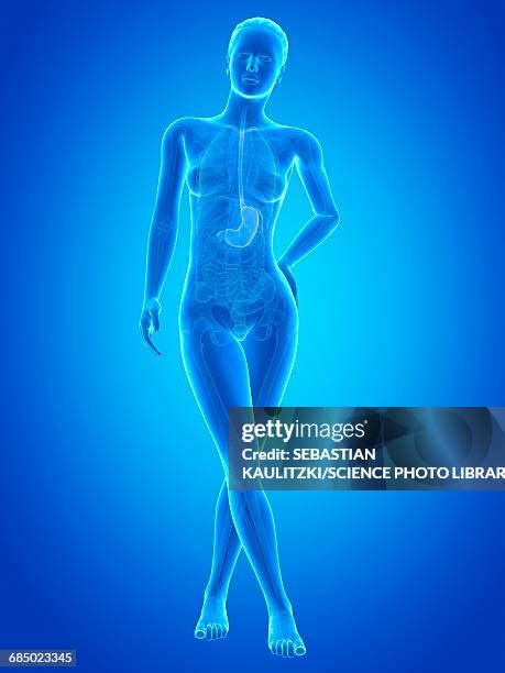 Red Blood Cell Micrograph High Res Illustrations Getty Images