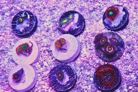 Utah All Sold High End Zoanthids New Frags Added Reef Reef