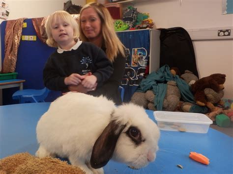 Rabbit Class In The Primary Bradfields Academy Facebook