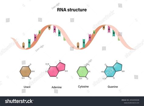 Rna Structure Ribonucleic Acid Nitrogenous Base Stock Vector Royalty Free