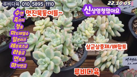 루비다육3탄묵둥이수연레온브레이크라즈베리아이스아메치스흑괴리청솔취설송마드레델슈실버베일후레뉴모노캐로스티택배010 5895 1110 Youtube