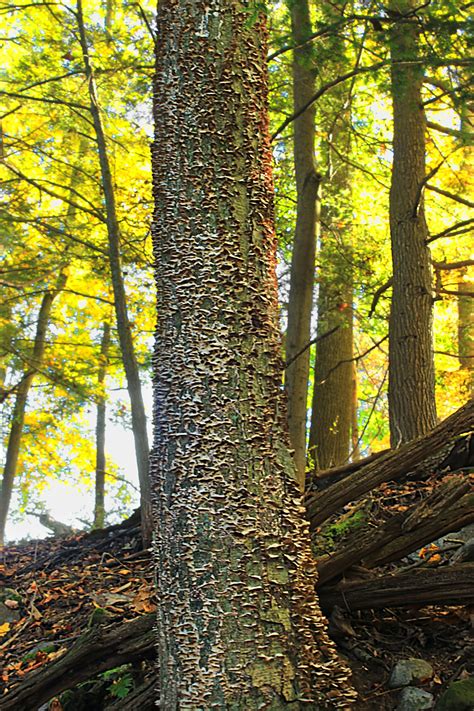 무료 이미지 나무 분기 햇빛 잎 트렁크 가을 식물학 시즌 Cc0 Publicdomain 진균류 버섯 월급 코코넛 낙엽 좁은 골짜기 펜실베니아