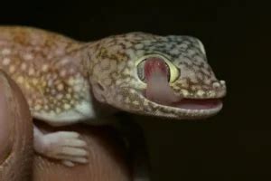What Does Gecko Vision Look Like See Through Their Eyes