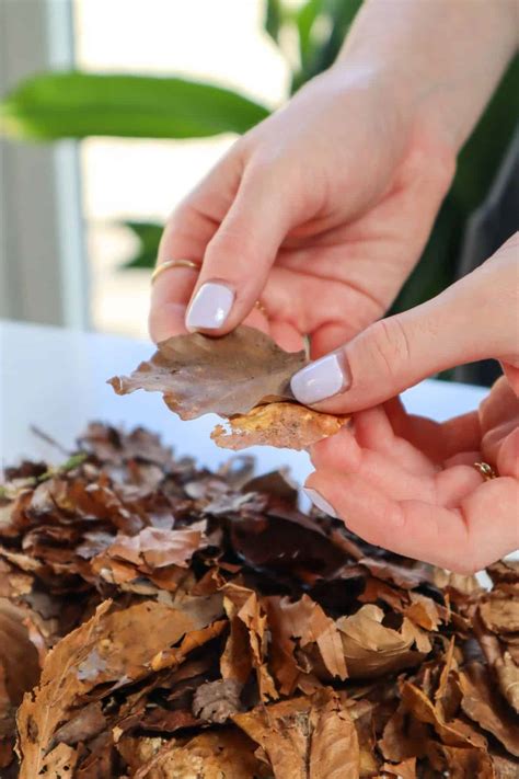 Leaf Litter 101 The Complete Bioactive Guide For Terrariums