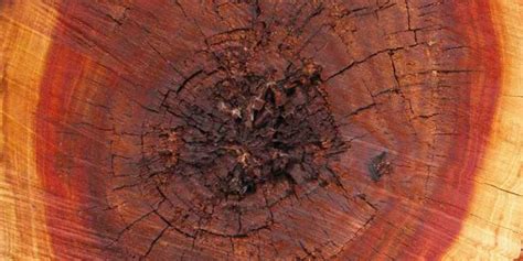 What Is Pith In Wood Understanding The Core