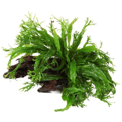 Microsorum Pteropus Windelov On Mangriove Wood 12 15cm Online