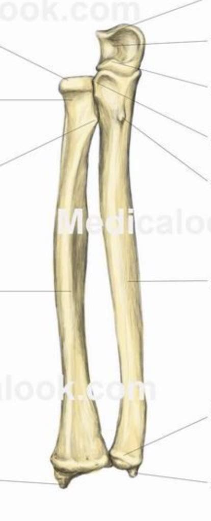 Radius And Ulna Bone Diagram Quizlet