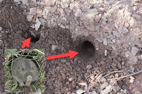 Gopher Damage Gopher Wire 101 How It Works And Why Its So Popular