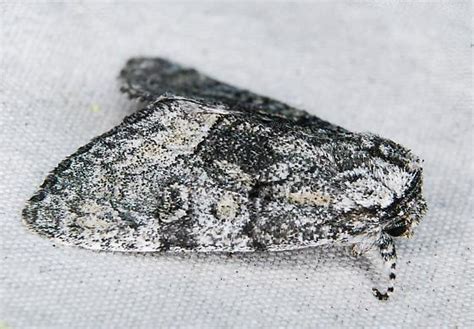 The Brother Moth Raphia Frater Bugguidenet