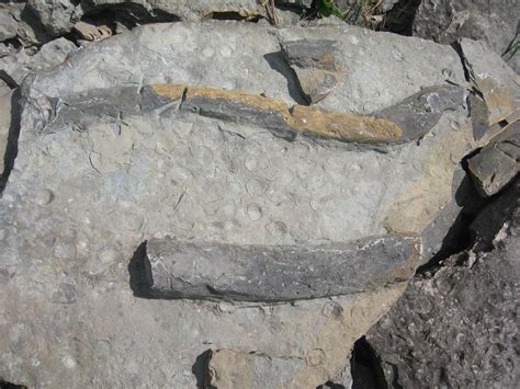 Trace Fossils Burrows Member Collections The Fossil Forum