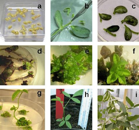 Steps In The Primary Node Transformation Method In Soybean A