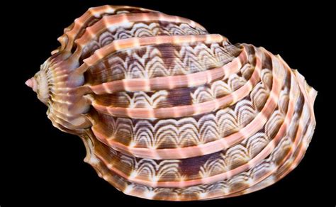 1000 Images About She Loves Sea Shells On Pinterest Conch Shells Sea Shells And Shell Art