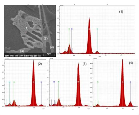 Sem Micrographs With Characteristic Morphology Download Scientific