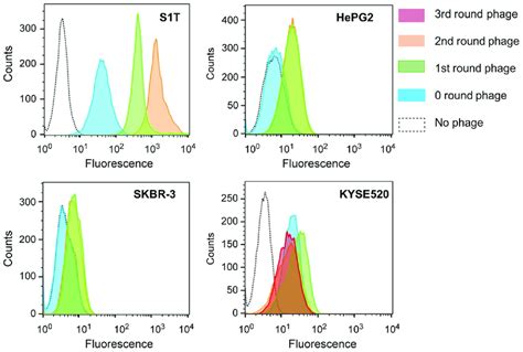 Polyclonal Phage Binding For Library Enrichment Phage Libraries Were Download Scientific