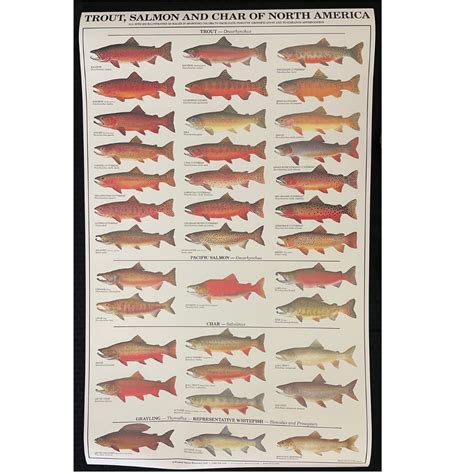 P 5 Trout Salmon And Char Of North America Males Spawning Colors Adopt A Stream Foundation