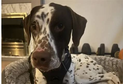 3 Yr Previous Male Pointer Cross Accessible For Adoption Animal Division