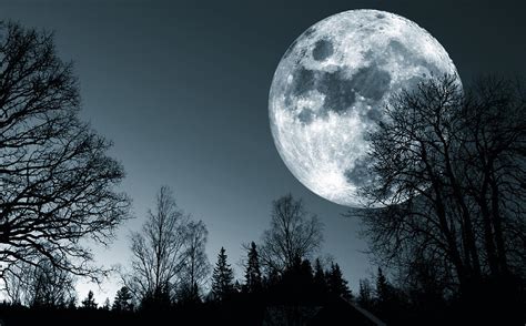 Forest Full Moon Wallpaper