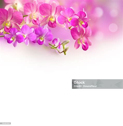 Pink And Purple Orchid Floral Background With Bokeh And Copy Space