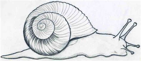 Realistic Snail Drawing At Explore Collection Of