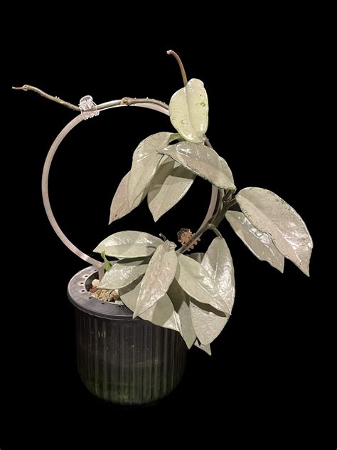 Hoya Carnosa ‘wilbur Graves Silver Chicago Hoyas