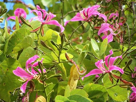 Plants Flowers Trees Of Vietnam Vietnam Coracle Independent Travel Guides To Vietnam