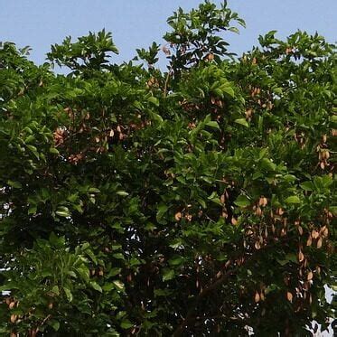 Most Oxygen Producing Trees In India