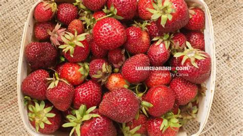 √ Ciri Ciri Stroberi Mencir Stroberi Dataran Rendah Lokal Indonesia