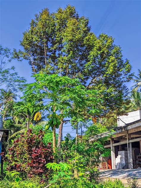 Trees And Plants Against Clear Sky Perfect Stock Image Image Of Home