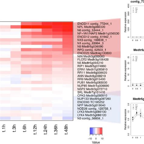 Rna Seq Expression Graphs Of Known Symbiosis Related Genes The Heat Download Scientific