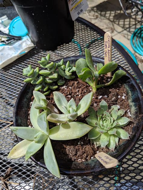 How Long Until I Start To See Colors Rsucculents