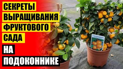 ⚡ Мини дерево для дома йошкар ола 👍 Деревья домашние в горшках зимой Youtube