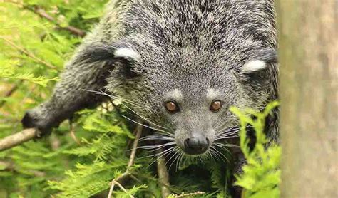 Binturong Facts Distribution And Population Biodb