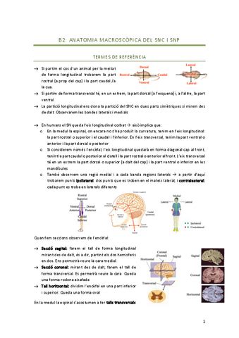 Tema-2-ANATOMIA-MACROSCOPICA-DEL-SNC-I-SNP.pdf