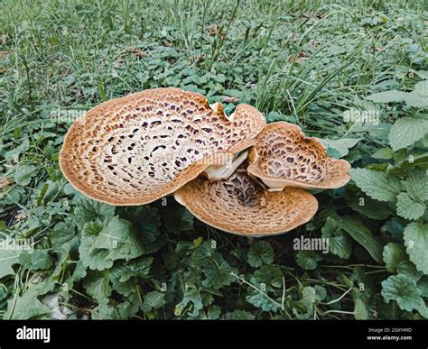A Cerioporus Squamosus Mushroom Also Known As Dryads Saddle And