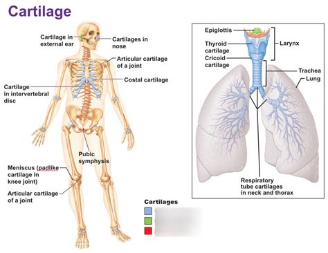 Cartilage Diagram Quizlet