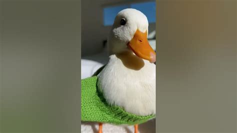 I Like My Siutcase Youtube