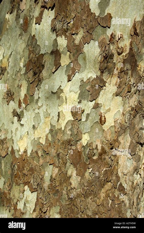 Bark Patterns And Colours Of Tree Stock Photo Alamy