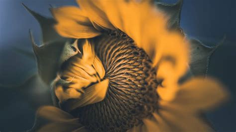 Macro Photography A Close Look — Bend Magazine